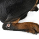 sick rottweiler in studio Stock Photo by cynoclub | PhotoDune