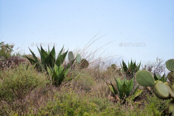 Magueyales in Mexico Stock Photo by juanjomenta | PhotoDune