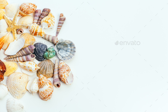 shells isolated on white background Stock Photo by FabrikaPhoto | PhotoDune