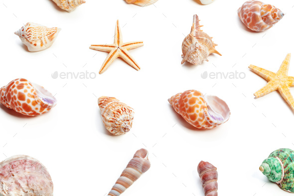 shells isolated on white background Stock Photo by FabrikaPhoto | PhotoDune