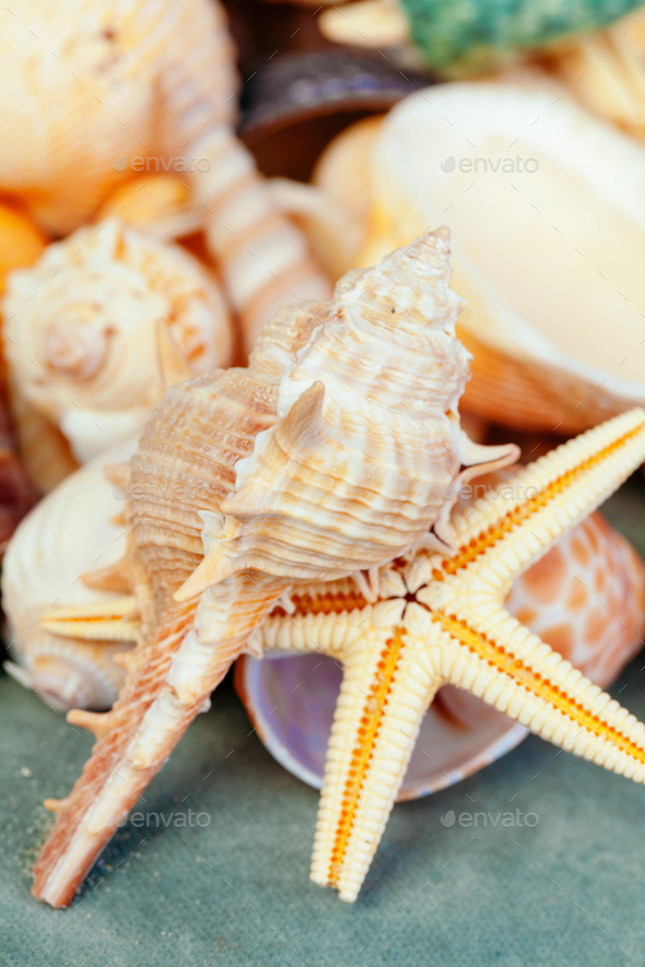 Sea shells. nature background Stock Photo by FabrikaPhoto | PhotoDune