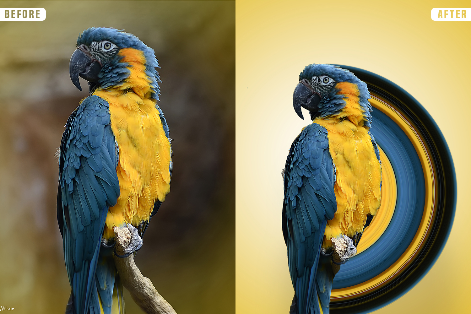 Circular Backdrop Photoshop Action, Add-ons | GraphicRiver