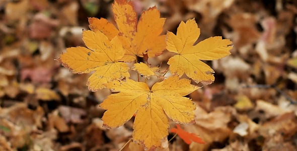 Autumn Leaves Rustling In The Wind 17, Stock Footage | VideoHive