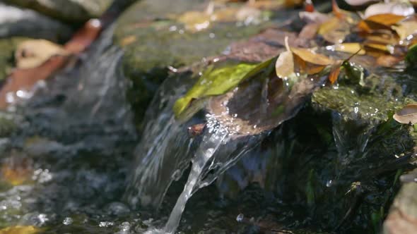 Waterfall in slow-motion on mossyrock with dry leaves being stuck ...