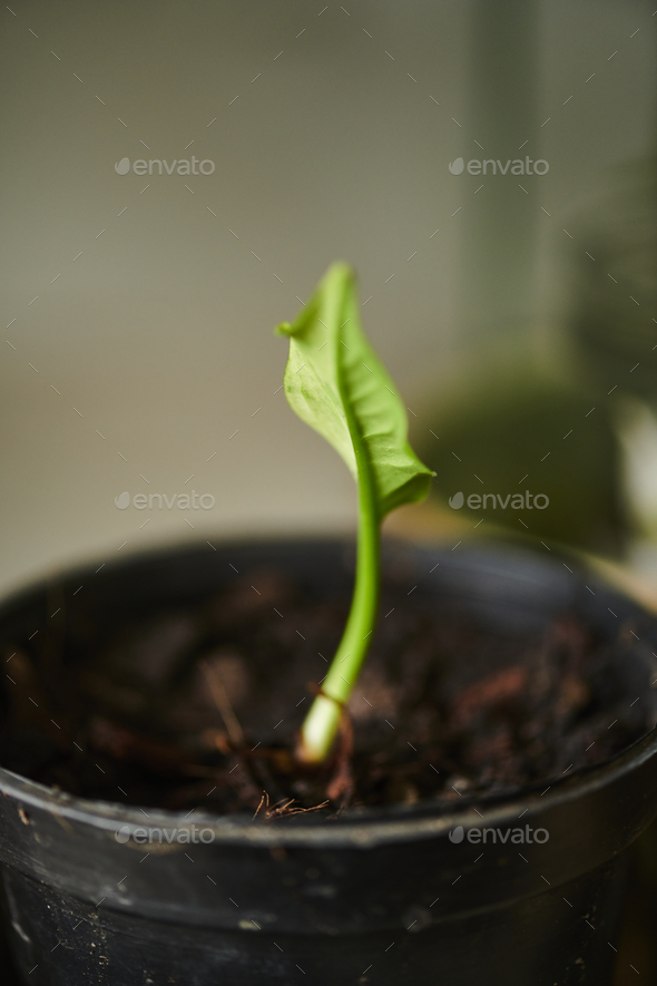New sprout growing in close up shot Stock Photo by Rawpixel | PhotoDune
