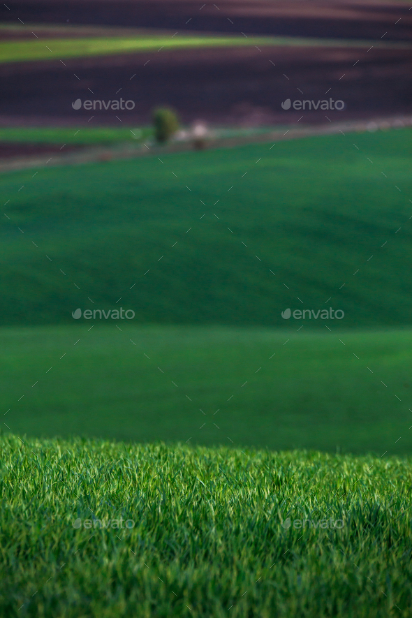 Rolling hills in spring Stock Photo by belyaaa | PhotoDune