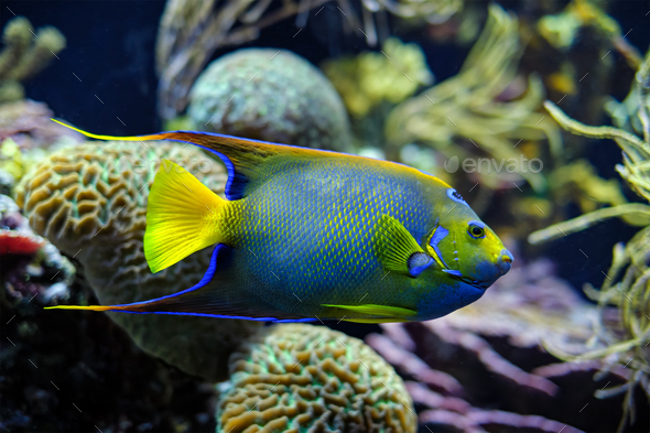 Blue Angelfish Saltwater