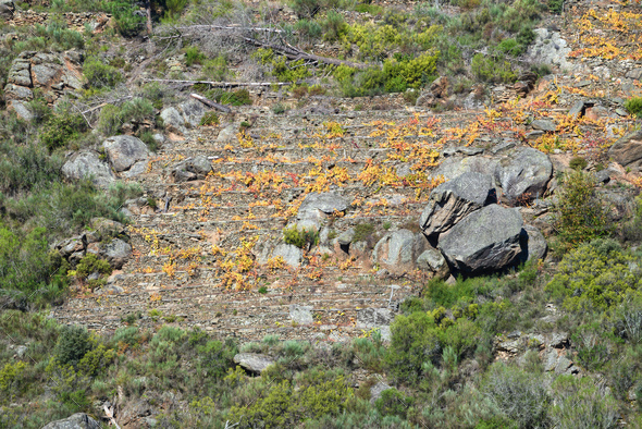 Terraced rows of vineyards on a steep hillside with large granite rocks ...