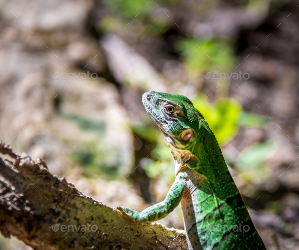 Green Lizard - Tulum, Mexico Stock Photo by diegograndi | PhotoDune