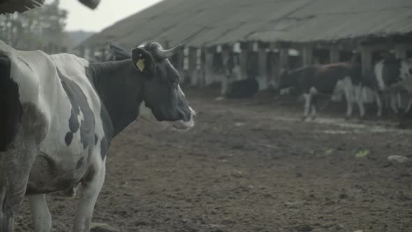 Cow Cows on the Farm. Slow Motion. Agriculture., Stock Footage | VideoHive