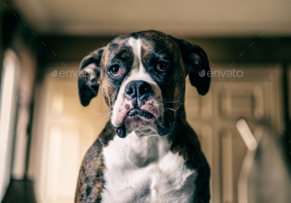 Portrait of a cute female Boxer Dog Stock Photo by edb3_16 | PhotoDune