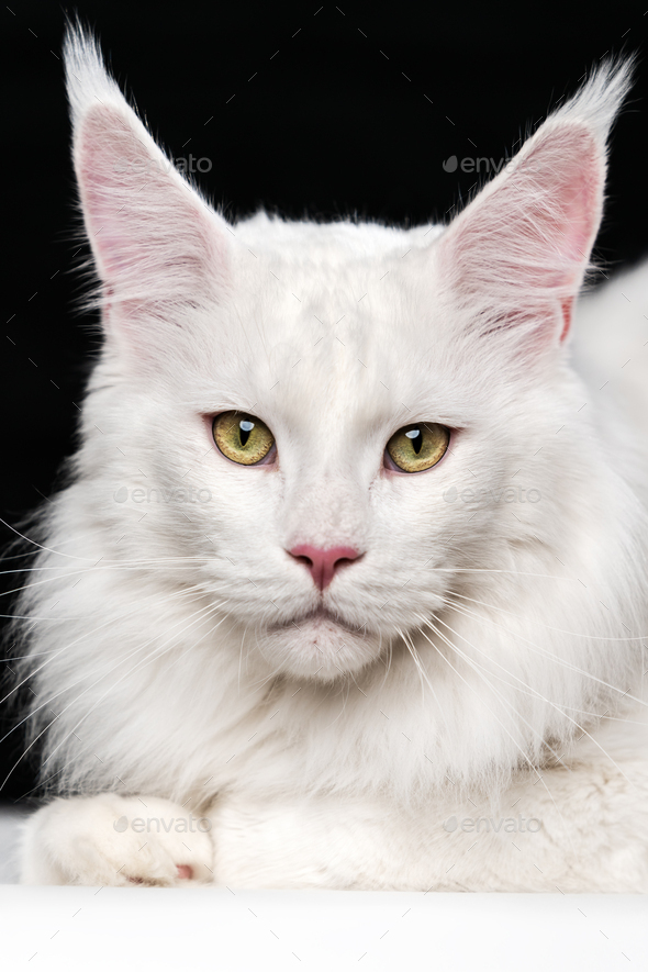 White Maine Coon Cat. Domestic animal lying and looking at camera on ...