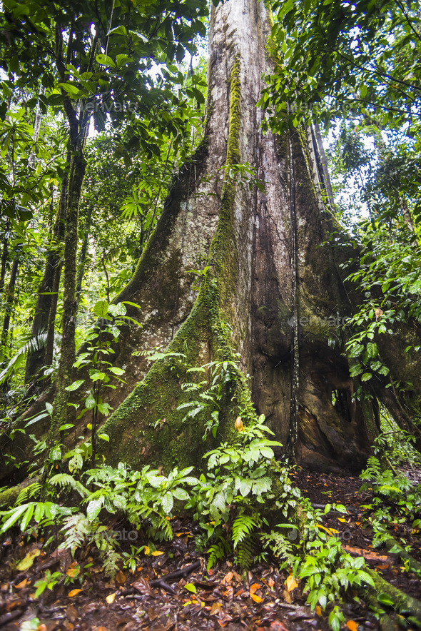 Large Kaypok tree in the Amazon Rainforest, Coca, Ecuador, South ...