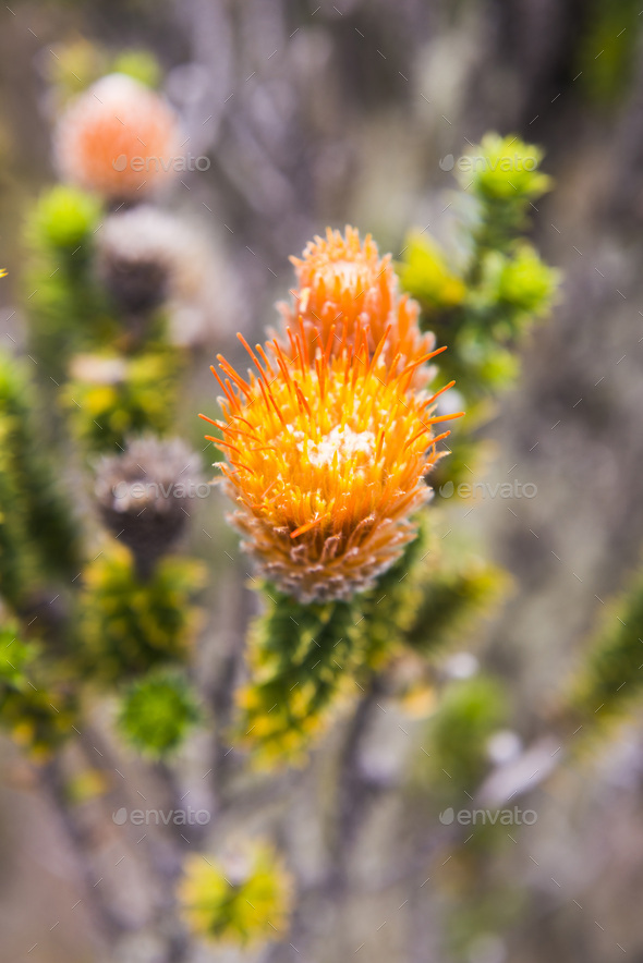 Chuquiraga Jussieui, the flower of love on Ruminahui Volcano, Cotopaxi ...