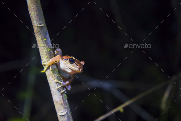 Frog in the Choco Rainforest at night, Ecuador. This area of jungle is ...
