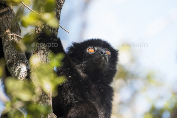 Milne-Edwards Sifaka (Propithecus Edwardsi), Ranomafana National Park ...