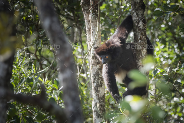 Milne-Edwards Sifaka (Propithecus Edwardsi), Ranomafana National Park ...