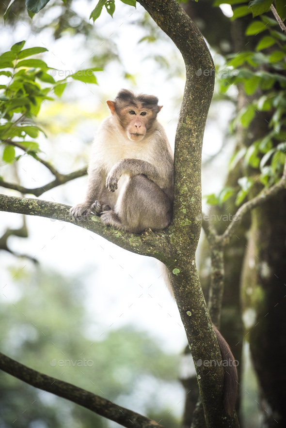 Monkey, Munnar, Western Ghats Mountains, Kerala, India Stock Photo by ...