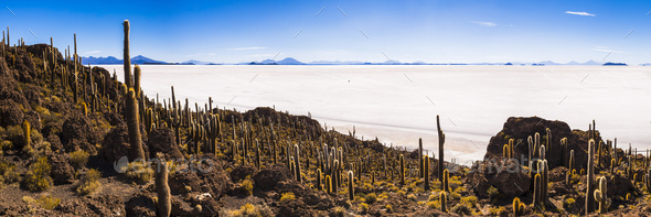 Cactus and Isla Incahuasi (aka Fish Island or Inka Wasi), Uyuni Salt ...