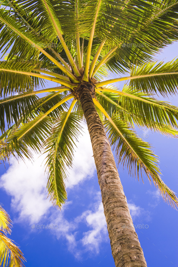 Tropical palm tree with clear blue sky in Titikaveka, Rarotonga Island ...