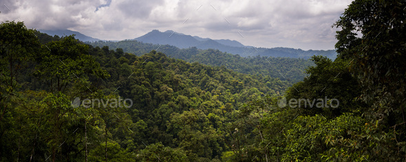 Choco Rainforest, Ecuador. This area of jungle is the Mashpi Cloud ...