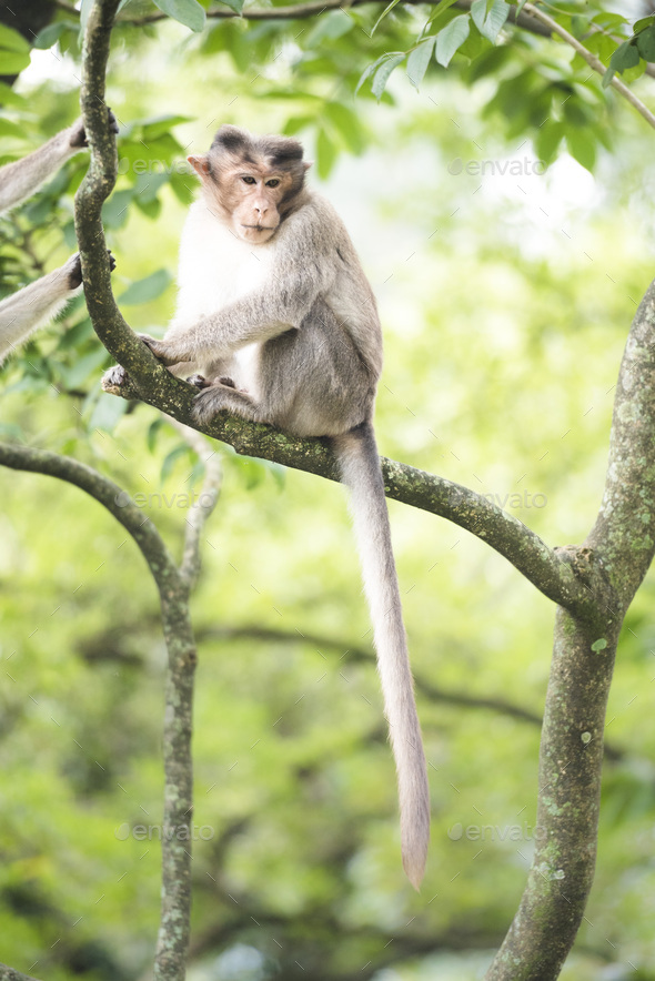 Monkey, Munnar, Western Ghats Mountains, Kerala, India Stock Photo by ...