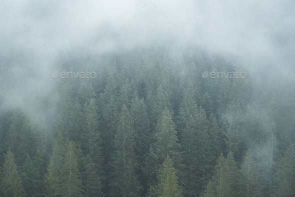 Misty Romanian forest landscape around Sucevita Monastery, Bukovina ...