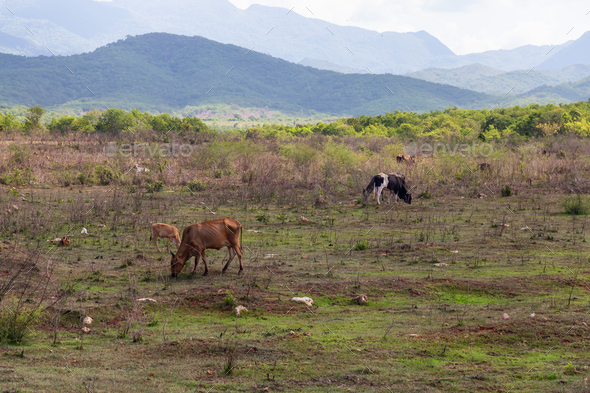 Cattle in a Cuban Farm during a sunny summer day Stock Photo by edb3_16