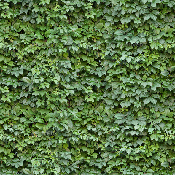 Vine texture Stock Photo by Icons8 | PhotoDune