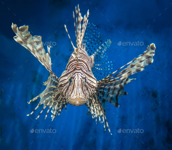 Frontal view of a lion fish Stock Photo by diegograndi | PhotoDune