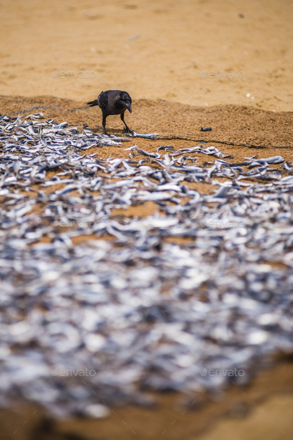 Crow stealing dried fish at Negombo fish market (Lellama fish market ...