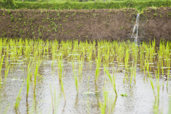Rice Paddy Field Irrigation Near Bandung, Java, Indonesia, Asia Stock ...