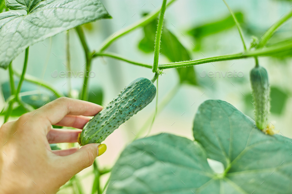 Female hand picking ripe cucumbers from backyard garden, seedling ...