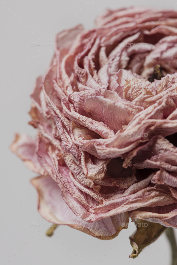 Dried pink buttercup flower on a gray background Stock Photo by Rawpixel