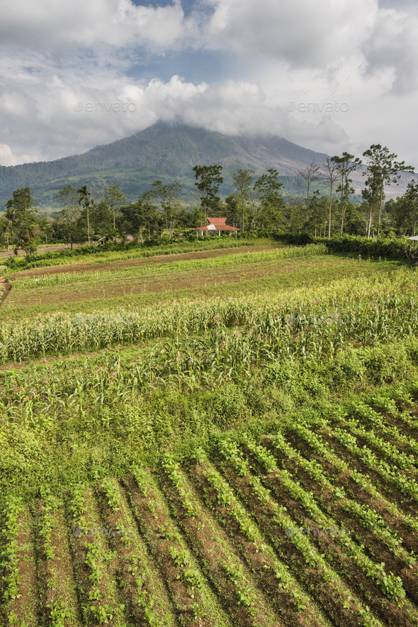 Farm land and fields in the foothills of active Sinabung Volcano ...