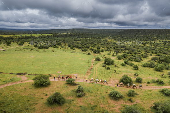 Camel safari at Sosian Ranch, Laikipia County, Kenya Stock Photo by ...