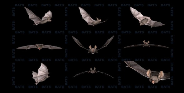 Bats - Project Kit (9 Loops), Motion Graphics | VideoHive
