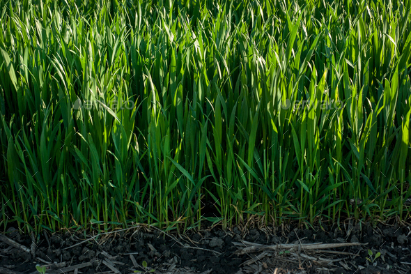 Green spring wheat crops, sprouts, spring agriculture illuminated by ...