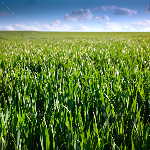 Green spring wheat crops, sprouts, close up, spring agriculture Stock ...