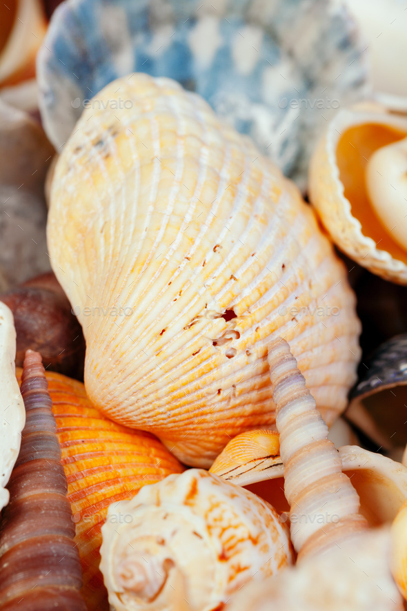 Sea shells. nature background Stock Photo by FabrikaPhoto | PhotoDune