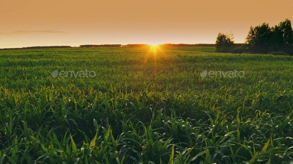 4K flight above summer cornfield. sunset sun sunrise sunshine shine ...