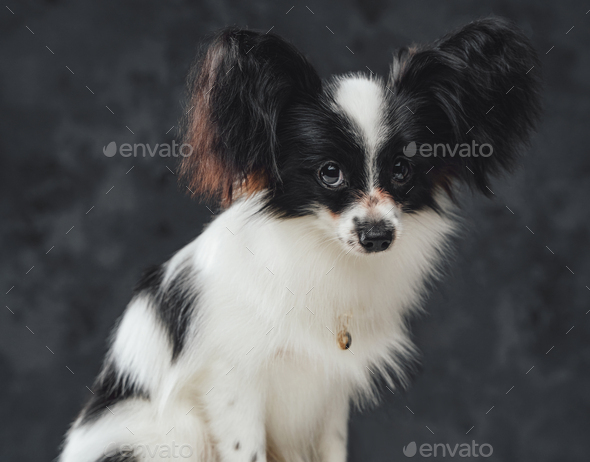 Black white purebred papillon dog against dark background Stock Photo ...