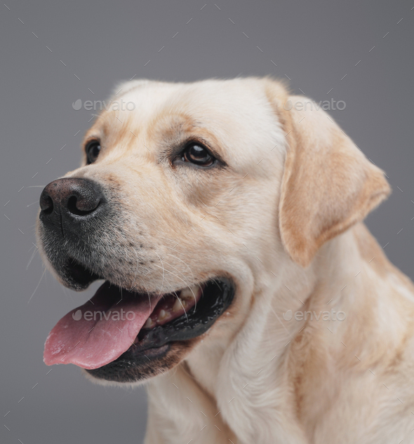 Joyful beige labrador retriever dog against gray background Stock Photo ...
