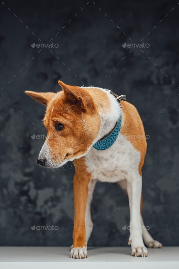 Orange purebred doggy basenji breed against dark background Stock Photo ...