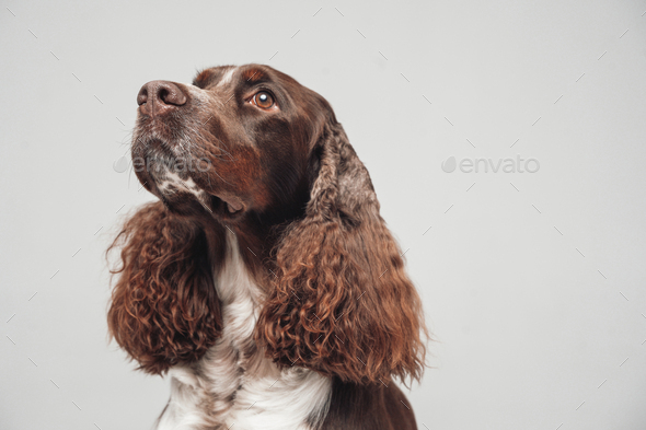 Purebred english springer doggy with curly brown white fur Stock Photo ...