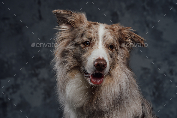 Fluffy border collie with beige fur against dark background Stock Photo ...