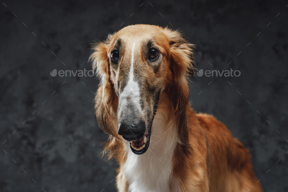 Persian greyhound dog with fluffy fur against dark background Stock ...