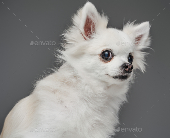 Purebred dog with white fluffy fur against gray background Stock Photo ...