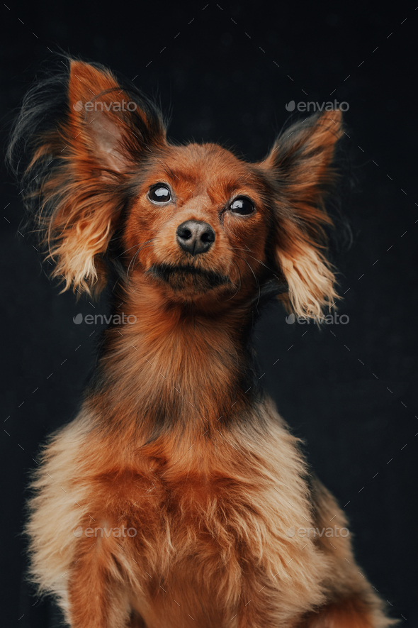 Ginger long haired terrier dog posing against dark background Stock ...