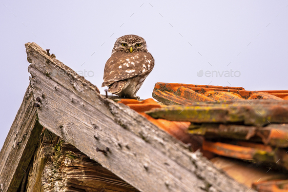 Little Owl perched on Barn Roof Stock Photo by CreativeNature_nl ...